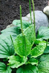 List of Edible Plants with Pictures – Mother Earth News